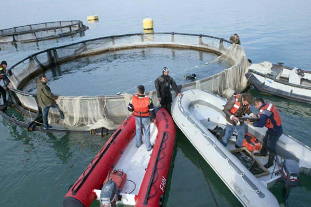 1.4M manats directed for artificial breeding of fish