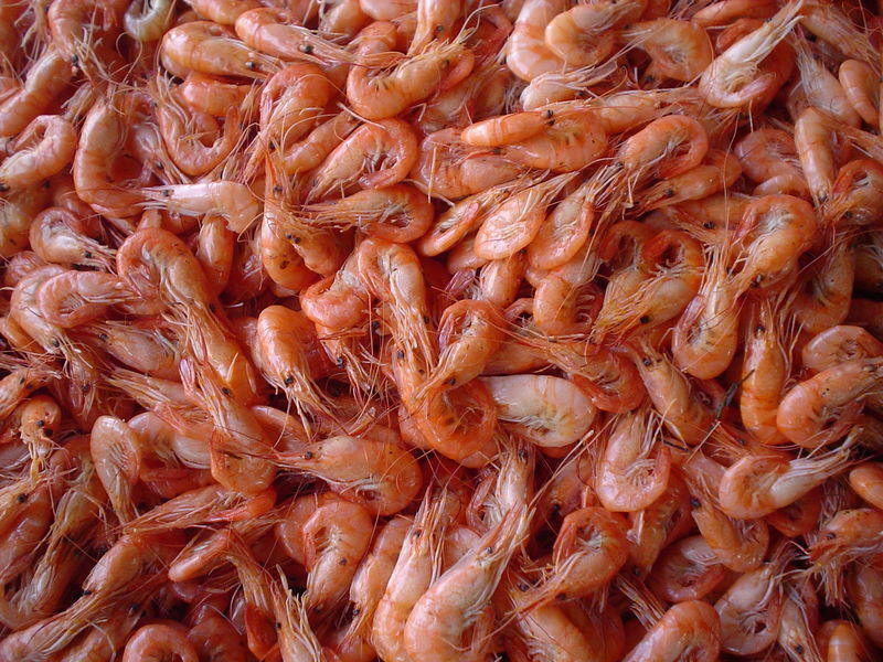 Over 21,000 tons of shrimp harvested in Iran’s Bushehr province