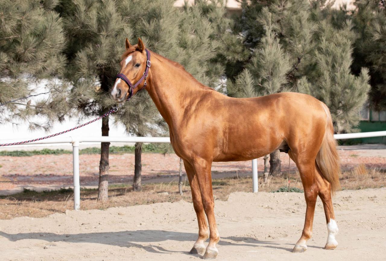 Karabakh horses to be put up for auction [PHOTO]