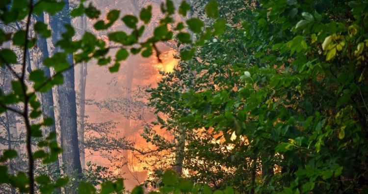 Forestry Agency calls for caution to prevent fires amid heatwave