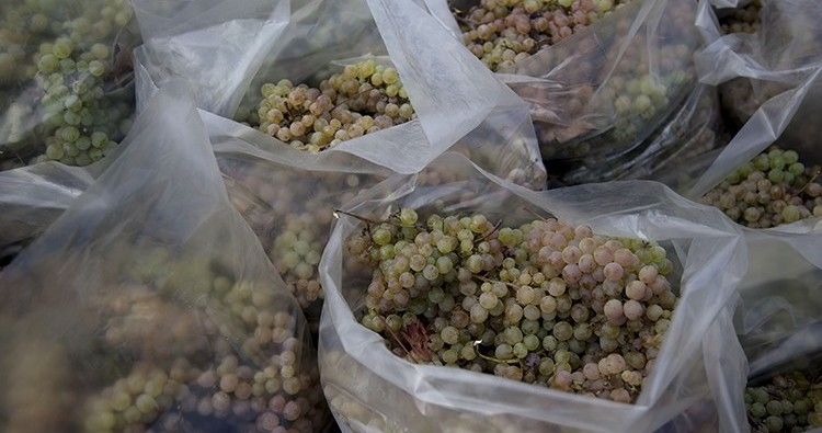 Gov’t to subside grape harvest with $19mln in Georgia