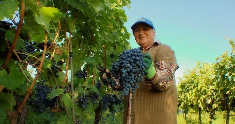 National Wine Agency says 2500 tonnes of grapes processed in Kakheti ...