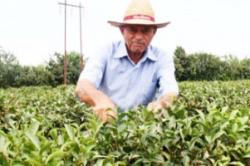 Azersun Holding to build tea factory in Georgia