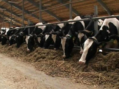 Uzbekistan, Ukraine to cooperate in cattle breeding