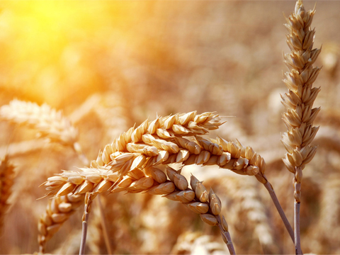 Georgia eyes wheat import from Europe, US